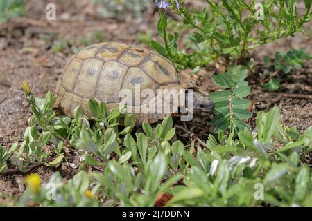 A small angulate tortoise (Chersina angulata) in natural habitat, South ...