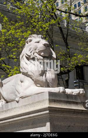 Lion Statue in springtime, New York Public Library, Main Branch, NYC ...