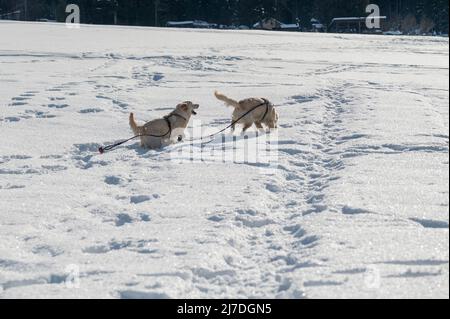 Dogs playing in the snow. Magical winter Stock Photo - Alamy