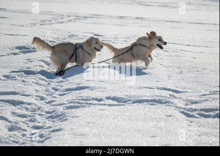 Dogs playing in the snow. Magical winter Stock Photo - Alamy