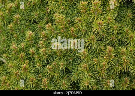 Juniper hedge texture as coniferous natural textured background Stock ...