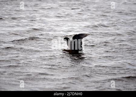 Coot RSPB Loch Leven Perthshire Scotland Stock Photo - Alamy