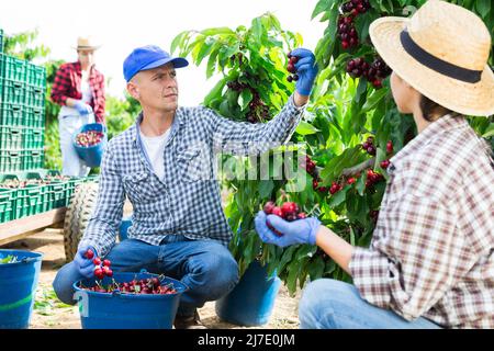 Farmers picking sweet cherries in fruit garden Stock Photo - Alamy