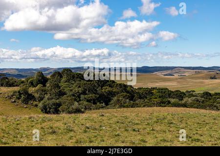 Araucaria trees and farm field, Cambara do Sul, Rio Grande do Sul ...