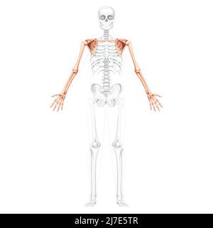 Bones types of Human skeleton: Flat, Long, Short, Sesamoid and ...