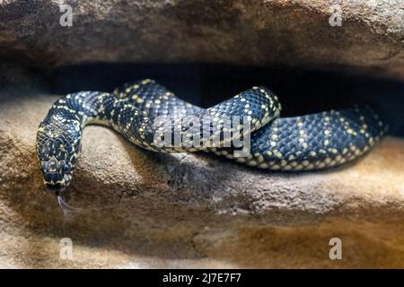 Australian Broad-headed Snake at an Australian Zoo exhibit ...