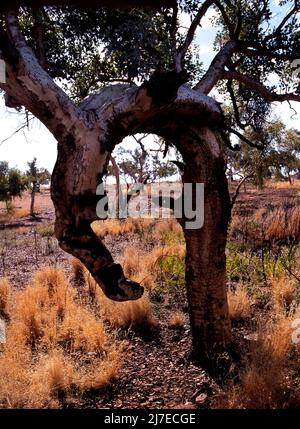 Eucalyptus gum tree, Pilbara, Western Australia Stock Photo - Alamy