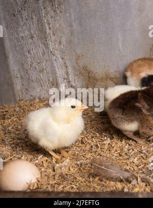 Adorable baby chick with light yellow head standing out from the group ...