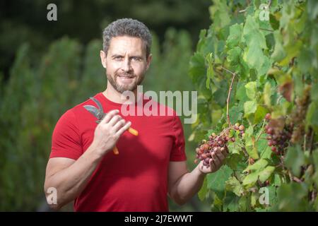 vinedresser cutting grapes bunch. male vineyard owner. professional ...