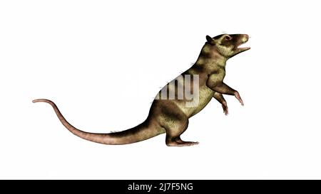 Purgatorius primate standing looking up, isolated on white background ...