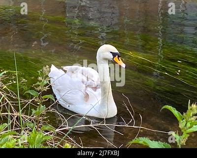 Cygnets ( baby Swans ) enjoy a ride on there Mum's back . The young ...