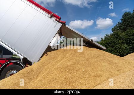 Unloading a load of wheat from an articulated lorry trailer at a grain ...