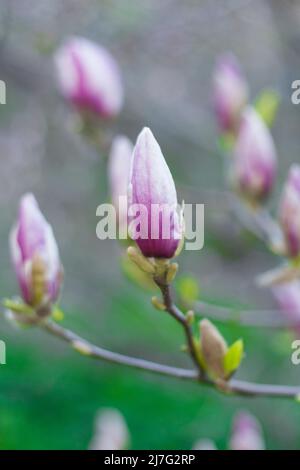 Soft focus image of blossoming magnolia flowers in spring time. Shallow ...
