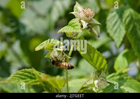 Bee on flowering raspberry Stock Photo - Alamy