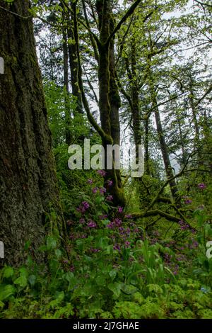 Vista House sits on the cliffside overlooking the Columbia River Gorge ...