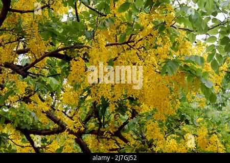Dhaka, Bangladesh - May 09, 2022: A Sonalu flower or golden shower ...