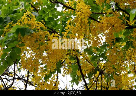 Dhaka, Bangladesh - May 09, 2022: A Sonalu flower or golden shower ...