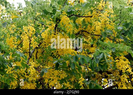 Dhaka, Bangladesh - May 09, 2022: A Sonalu flower or golden shower ...