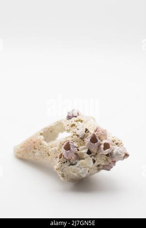 A seashell with barnacles against a white background Stock Photo - Alamy