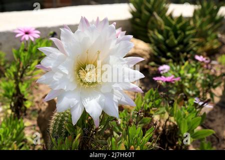 Beautiful Echinopsis Bridgesii Salm-Dyck cactus in bloom in the garden ...