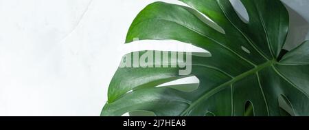 Monstera plant on a grey marble background. concept of minimalism ...