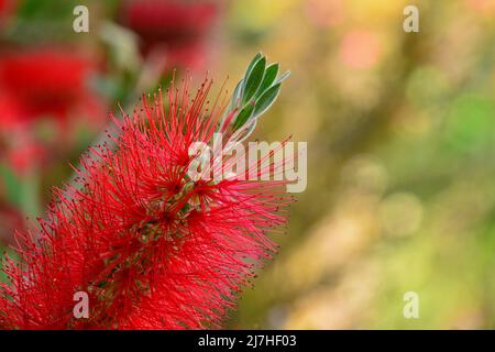 Detalle de la flor del árbol del cepillo, Callistemon citrinus, en ...