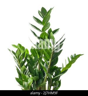 Zanzibar Gem or ZZ Plant or Zamioculcas Zamiifolia in a light brown pot ...