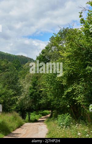 A nice picture of a forest road surrounded by thick vegetation Stock ...