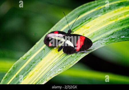 Butterfly Calgary Zoo Alberta Stock Photo - Alamy