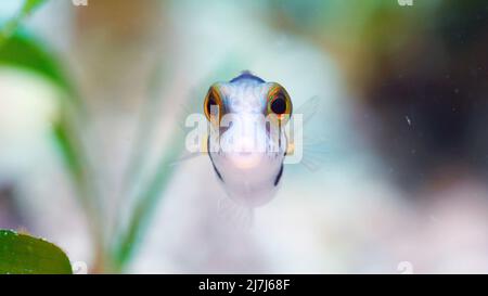 PUFF: WONDERS OF THE REEF, 2021. © Netflix / courtesy Everett ...