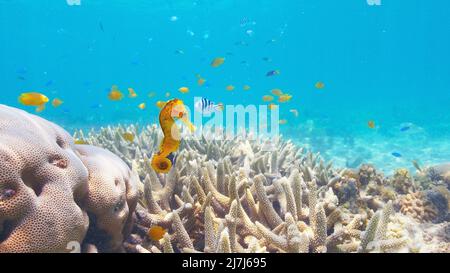 PUFF: WONDERS OF THE REEF, 2021. © Netflix / courtesy Everett ...