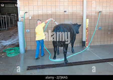 Young 4H farmers washing their cattle steers cows for show at Fair ...