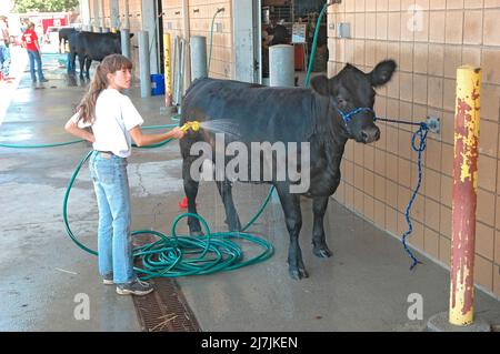 Young 4H farmers washing their cattle steers cows for show at Fair ...
