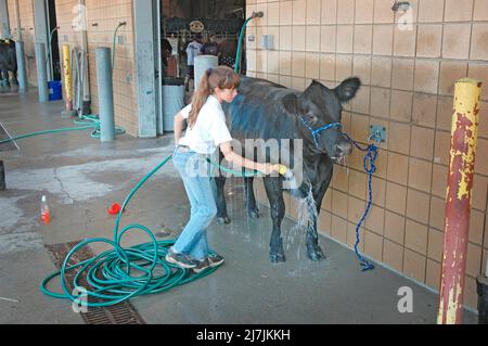 Young 4H farmers washing their cattle steers cows for show at Fair ...