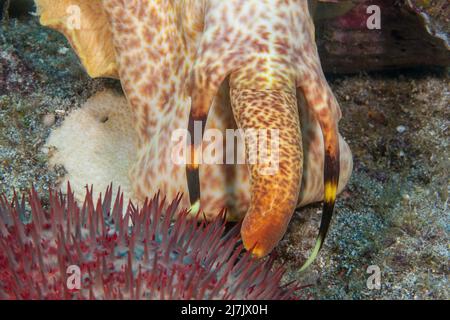 Live triton shell (Charonia tritonis) in situ underwater at Fitzroy ...