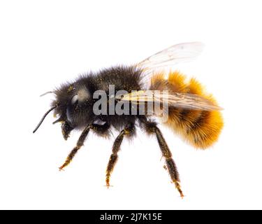 insects of europe - bees: macro of female Anthophora crinipes ...