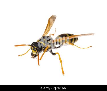 Macro view of European paper wasp. Polistes nimpha Stock Photo - Alamy