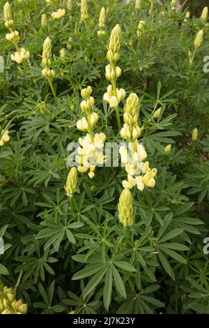 Fragrant yellow flowers of Lupinus arboreus Yellow Bush Lupin Tree ...