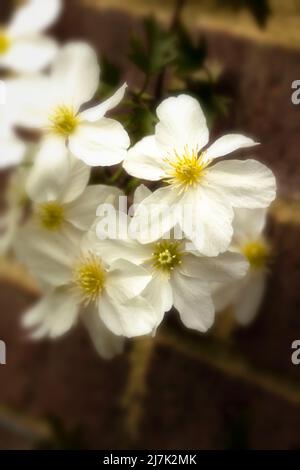 Clematis Avalanche Cartmanii Blaaval white flower flowers an evergreen ...