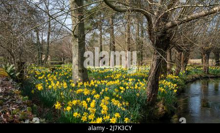 Spring in the Cotswold village of Southrop, Gloucestershire, England ...