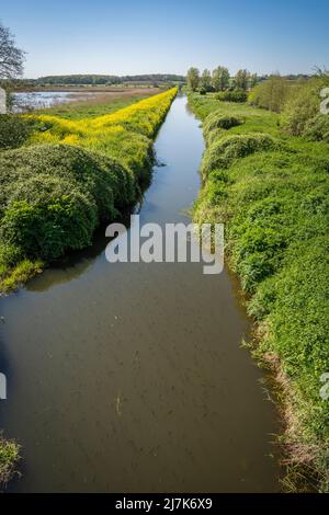 Rewilding of wetland area at Ham Wall RSPB nature reserve, Somerset ...