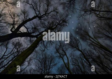Lupus constellation, Cluster of stars, Wolf constellation Stock Photo ...