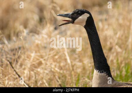 canada goose squawking Stock Photo - Alamy