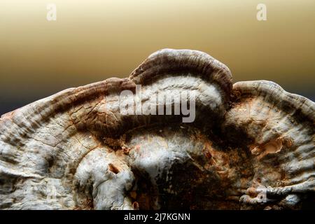 Large tree fungus. Mushroom studio shoot Stock Photo - Alamy
