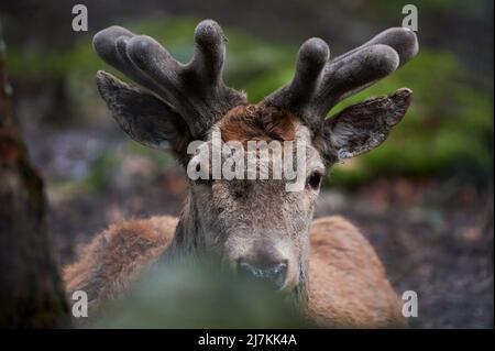Curious buck with short antlers in daytime in woodland Stock Photo - Alamy