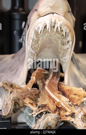 Dried shark at the market detail Stock Photo - Alamy