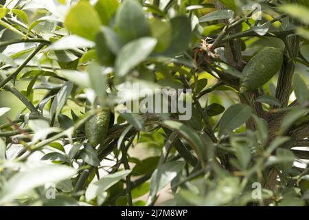 finger lime plant and fruit detail Stock Photo - Alamy