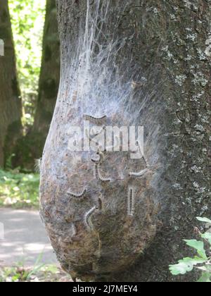 oak processionary moth (Thaumetopoea processionea), Netherlands Stock ...