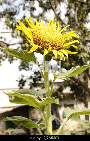 Sunflower in india Stock Photo - Alamy