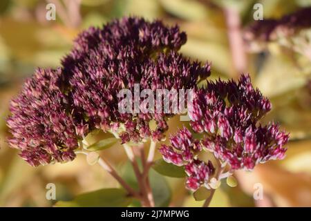 Drying autumn succulent Stock Photo - Alamy